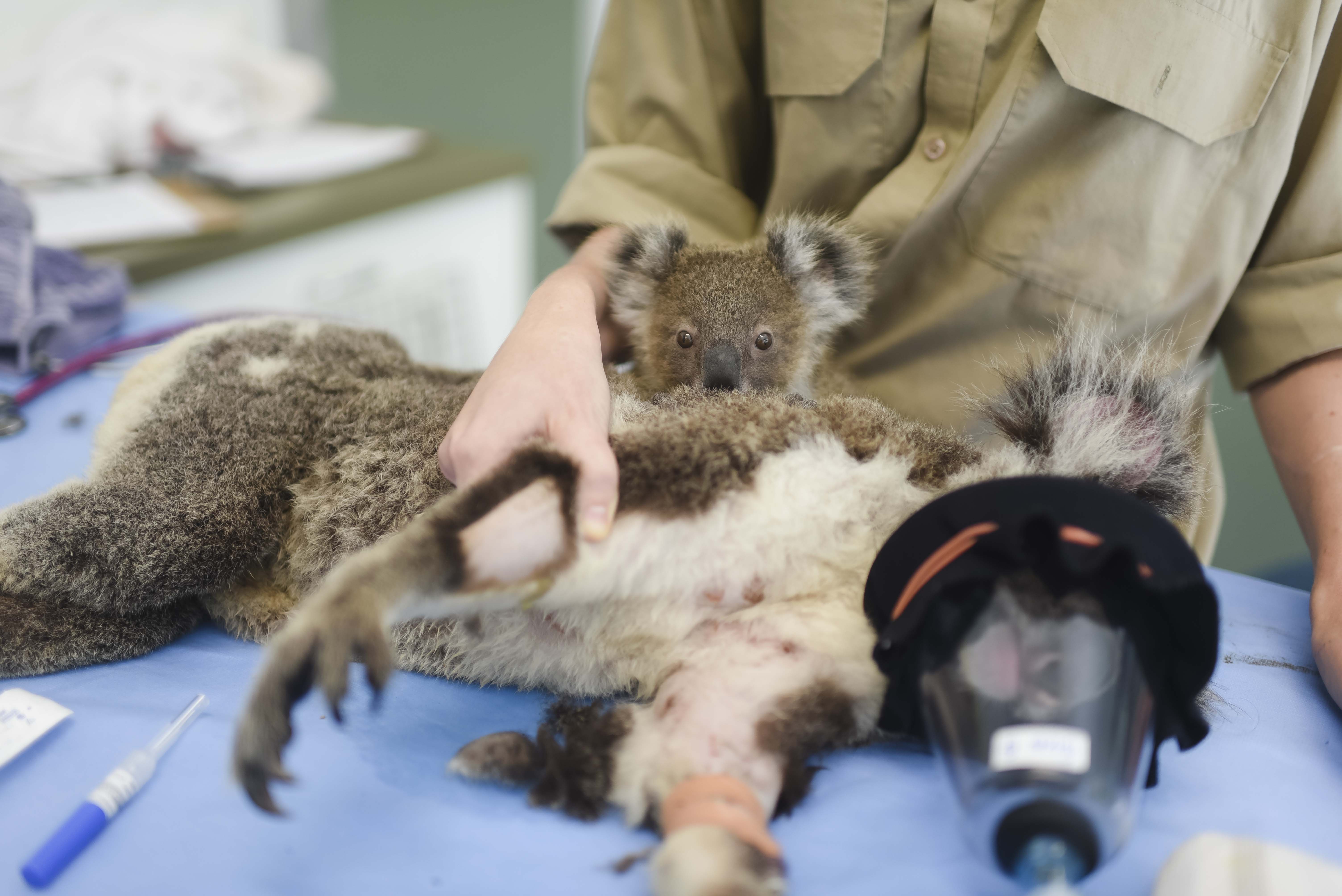 The wild dog problem in suburbia - News & Events - Centre for Invasive ...