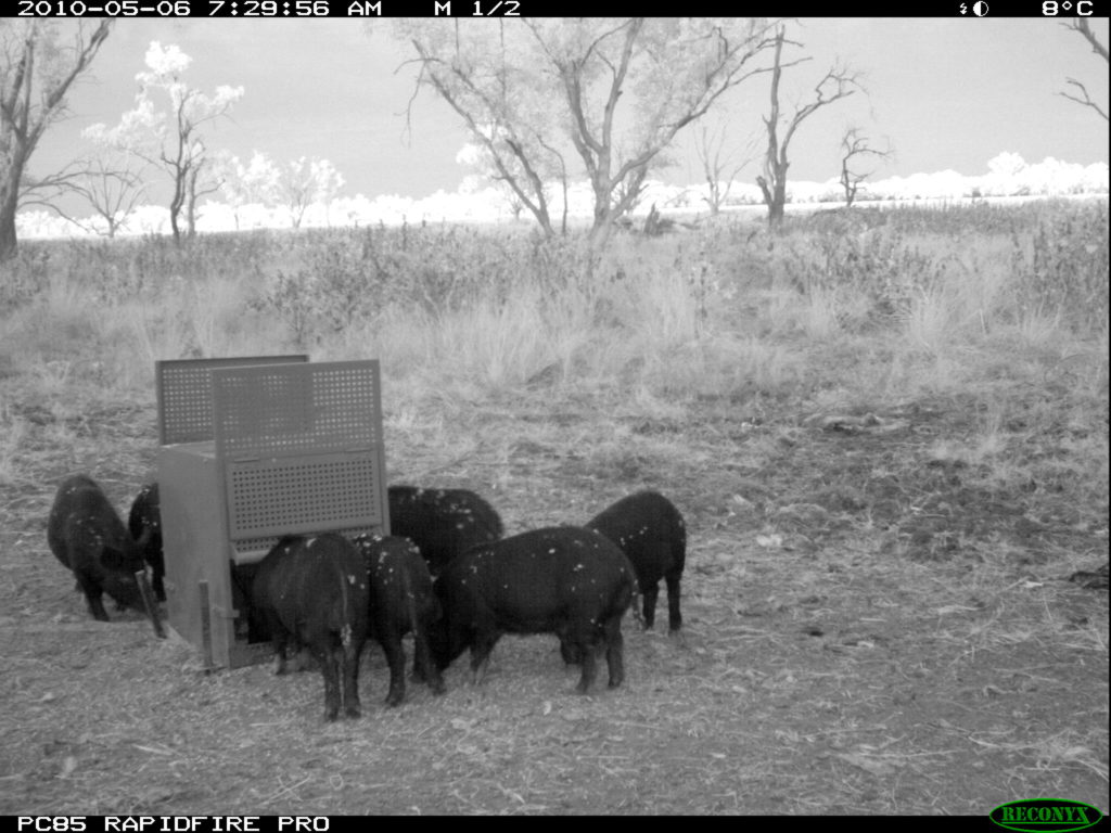 HogHopper™ bait delivery system - Centre for Invasive Species Solutions