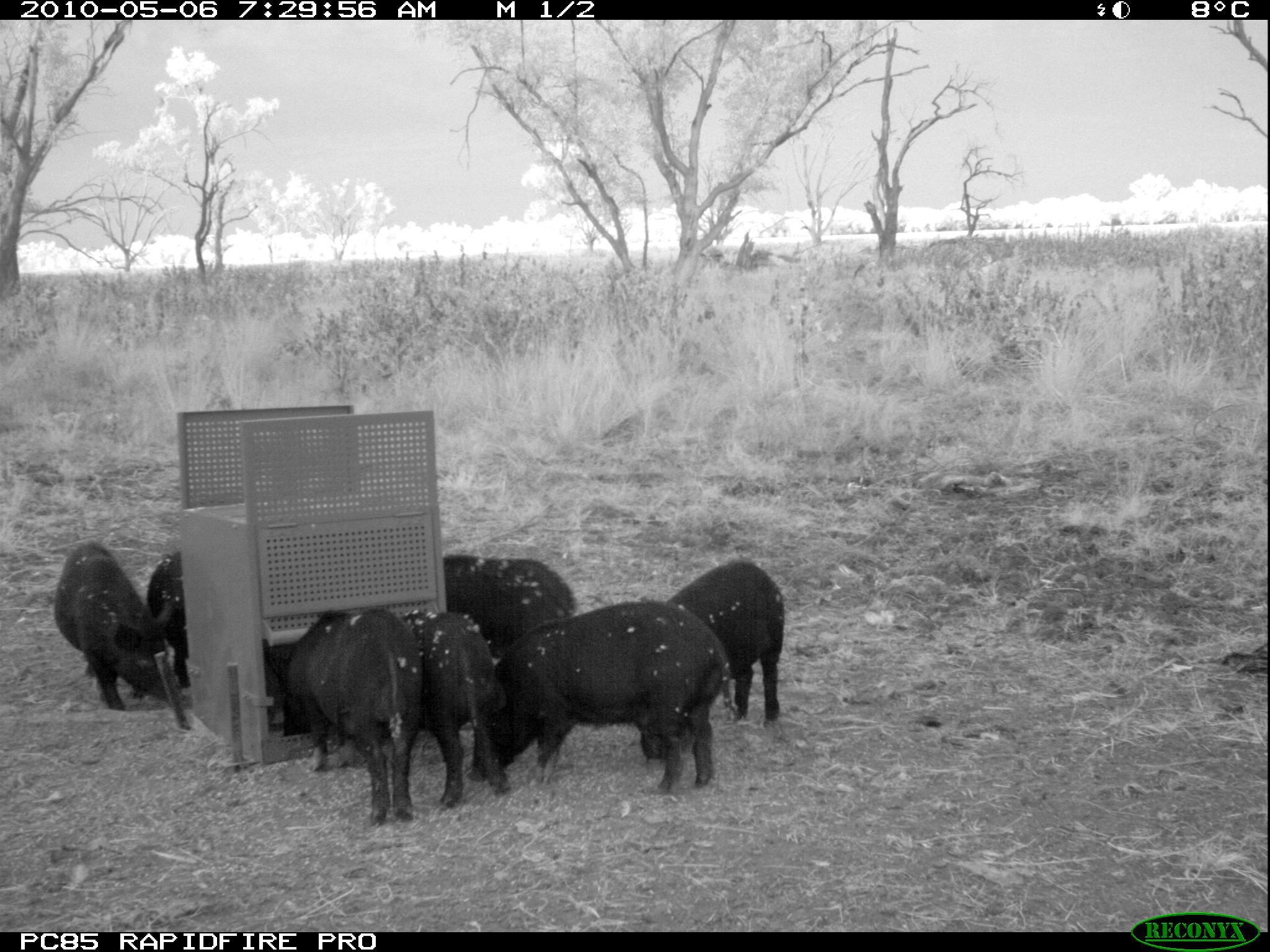 HogHopper™ bait delivery system - Centre for Invasive Species Solutions