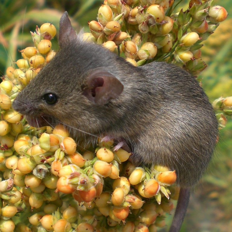 New rodenticide - Protecting what’s precious, together