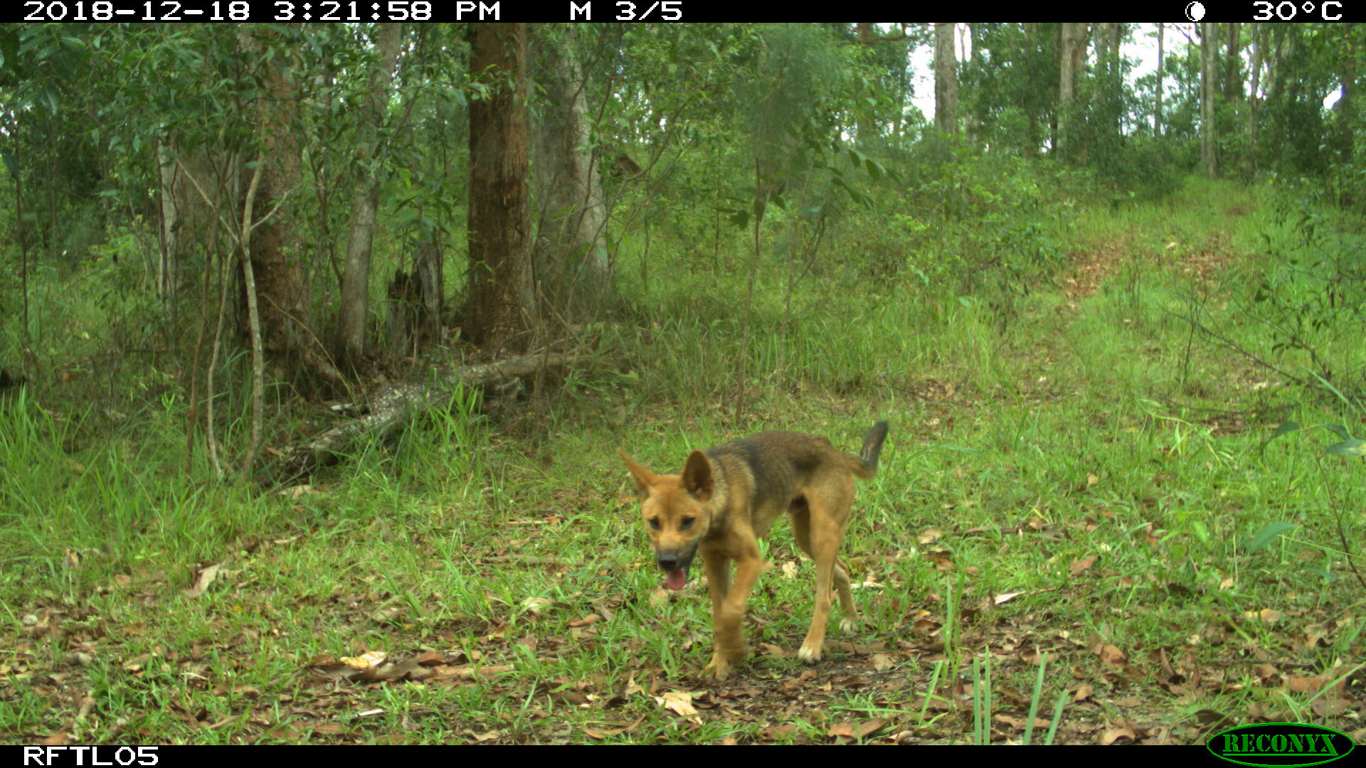 Four in five urban wild dogs carry parasitic worms, study finds ... Four in five urban wild dogs carry parasitic worms, study finds ...