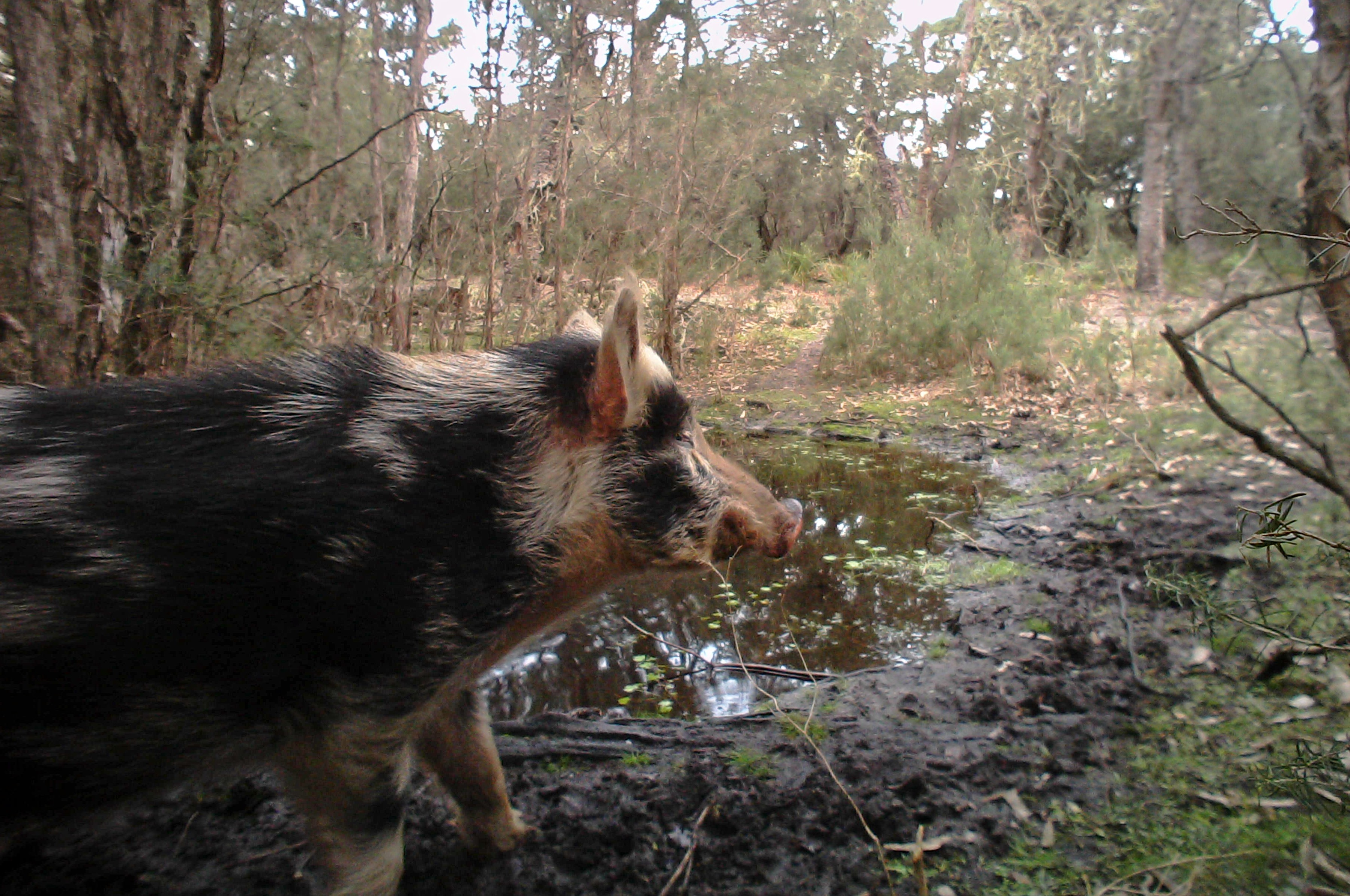 CISS welcomes new national feral pig management coordinator - News ...