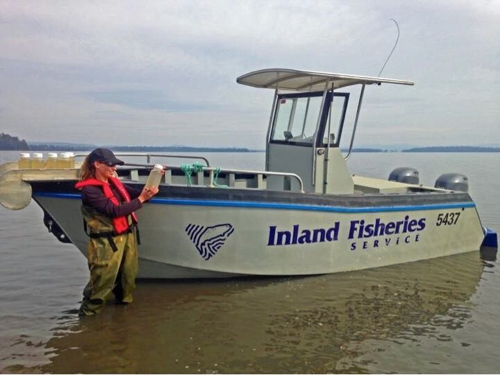 'How low can you go' with environmental DNA (eDNA) detection? - News ...