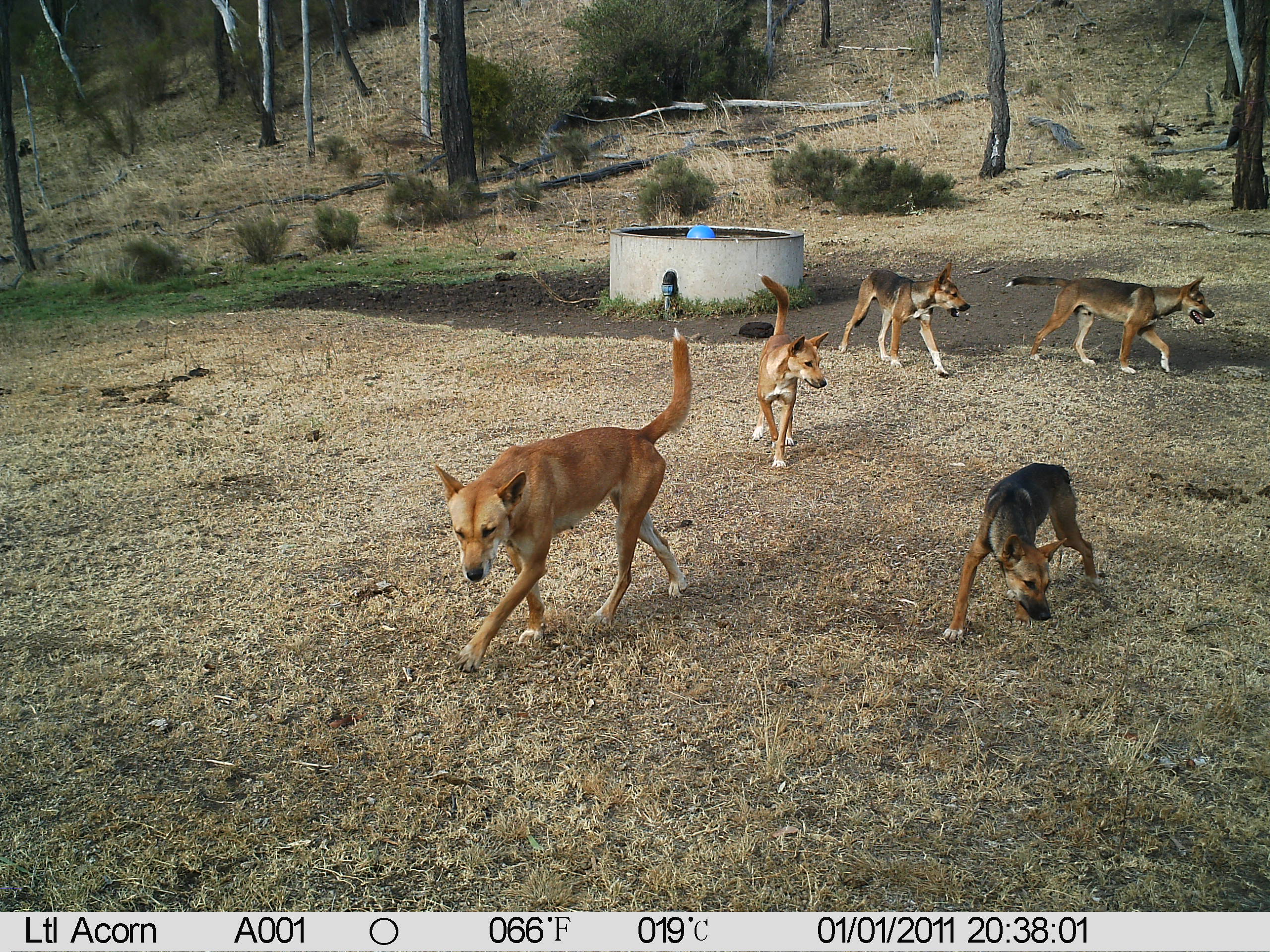 Are residents reporting wild dog impacts in peri-urban areas? - News ...