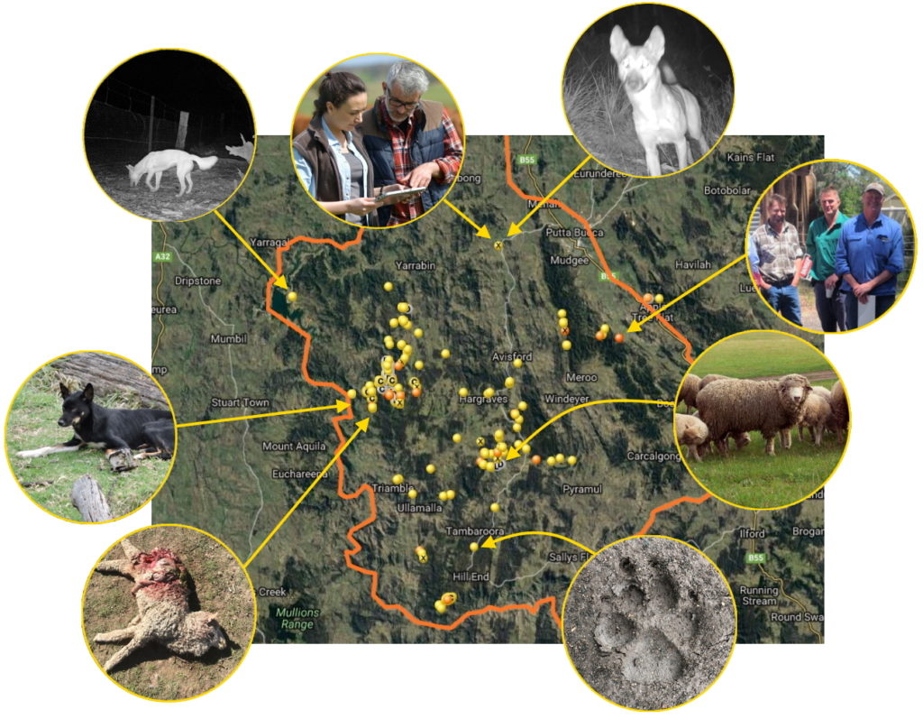 WildDogScan reaches 100,000 milestone - News & Events - Centre for ...