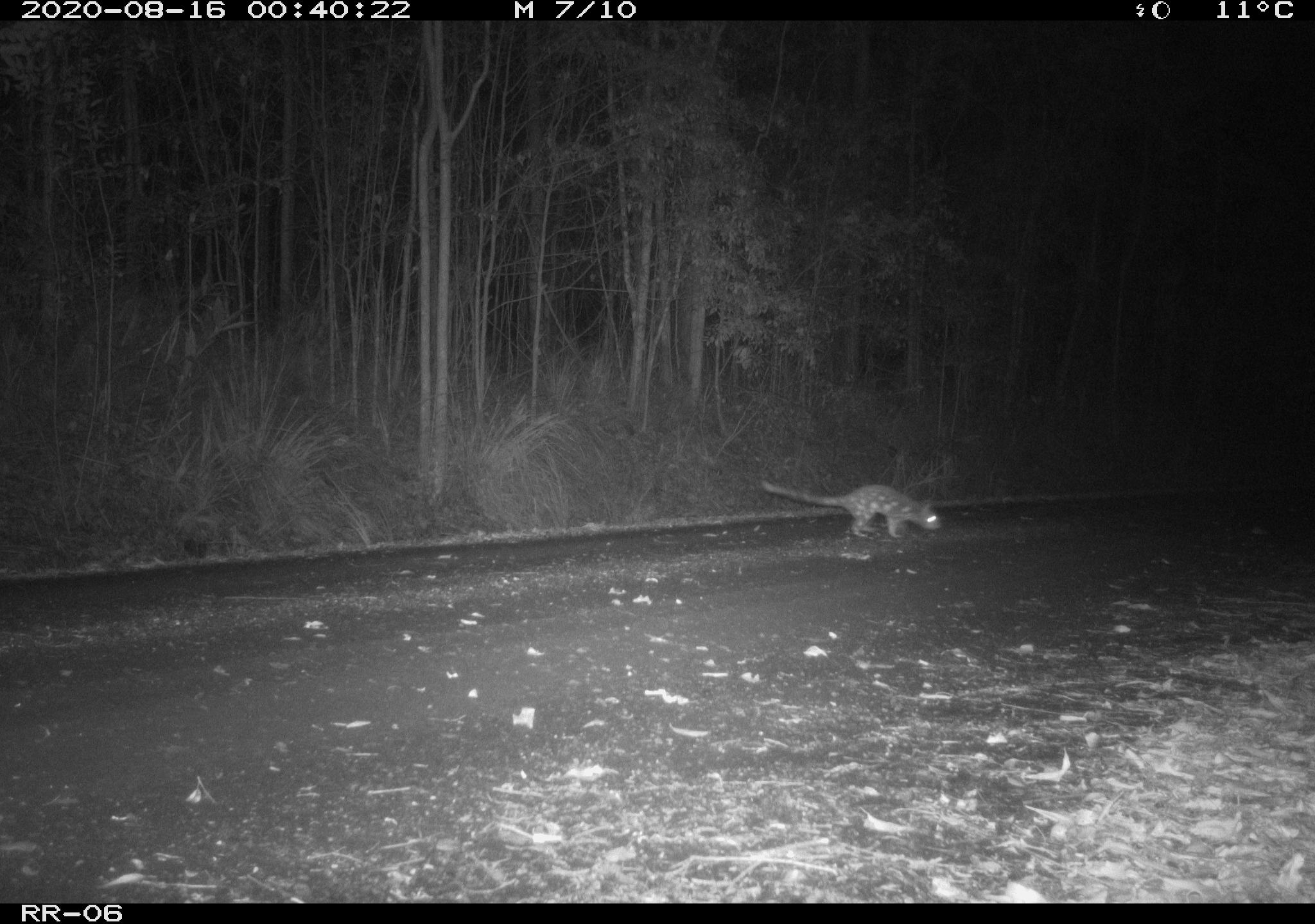 Camera traps detecting the undetected - News & Events - Centre for ...