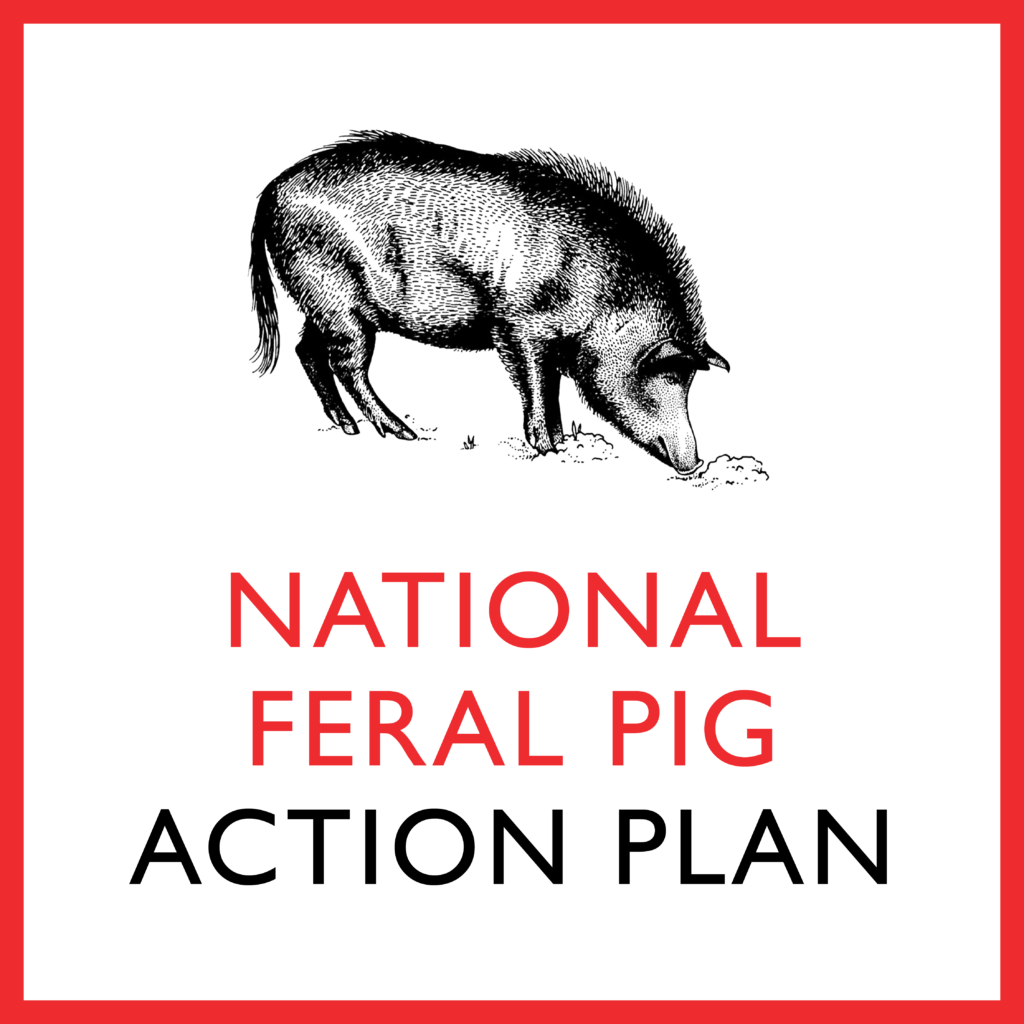 An update from the National Feral Pig Action Plan - News & Events ...
