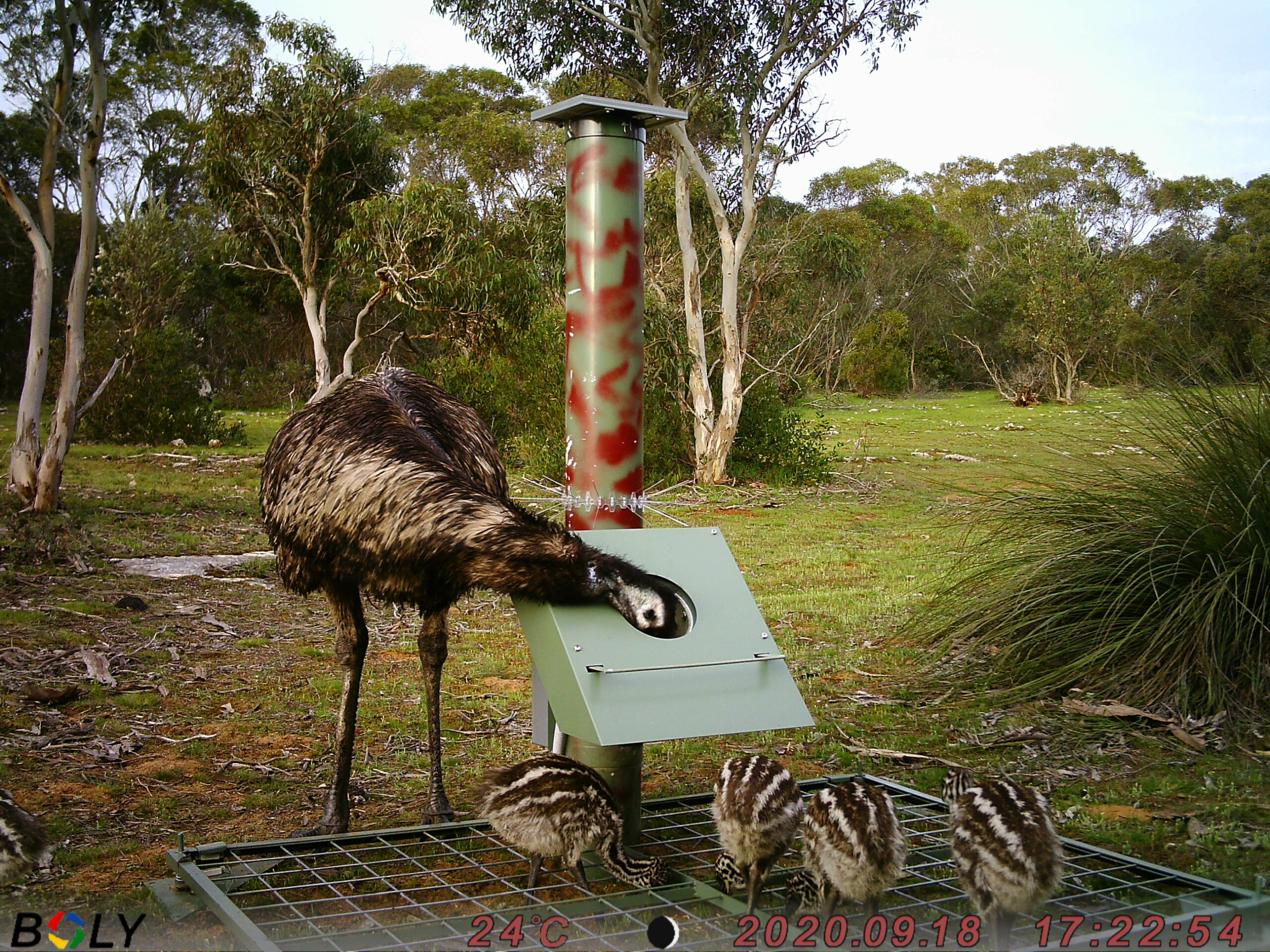 Pesky emu’s proving a ‘stretch’ for our feral deer aggregator - News ...