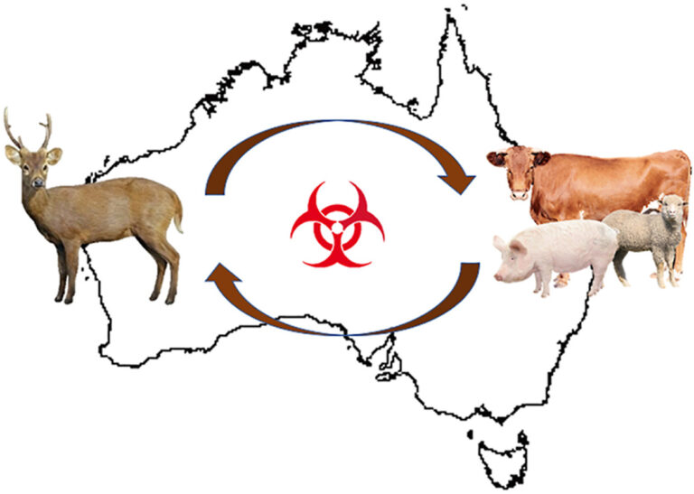 New research sheds light on feral deer as disease transmitters - News ...