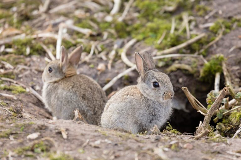 Joint release | Rabbit plague looming as virus pipeline runs dry - News ...