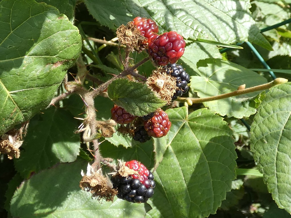 CISS CHRONICLE - MARCH 2022 - News & Events - Centre for Invasive ...