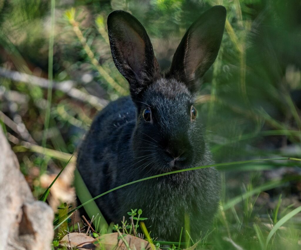 STATE OF THE ENVIRONMENT REPORT INDICATES IT’S TIME TO DOUBLE DOWN ON ...