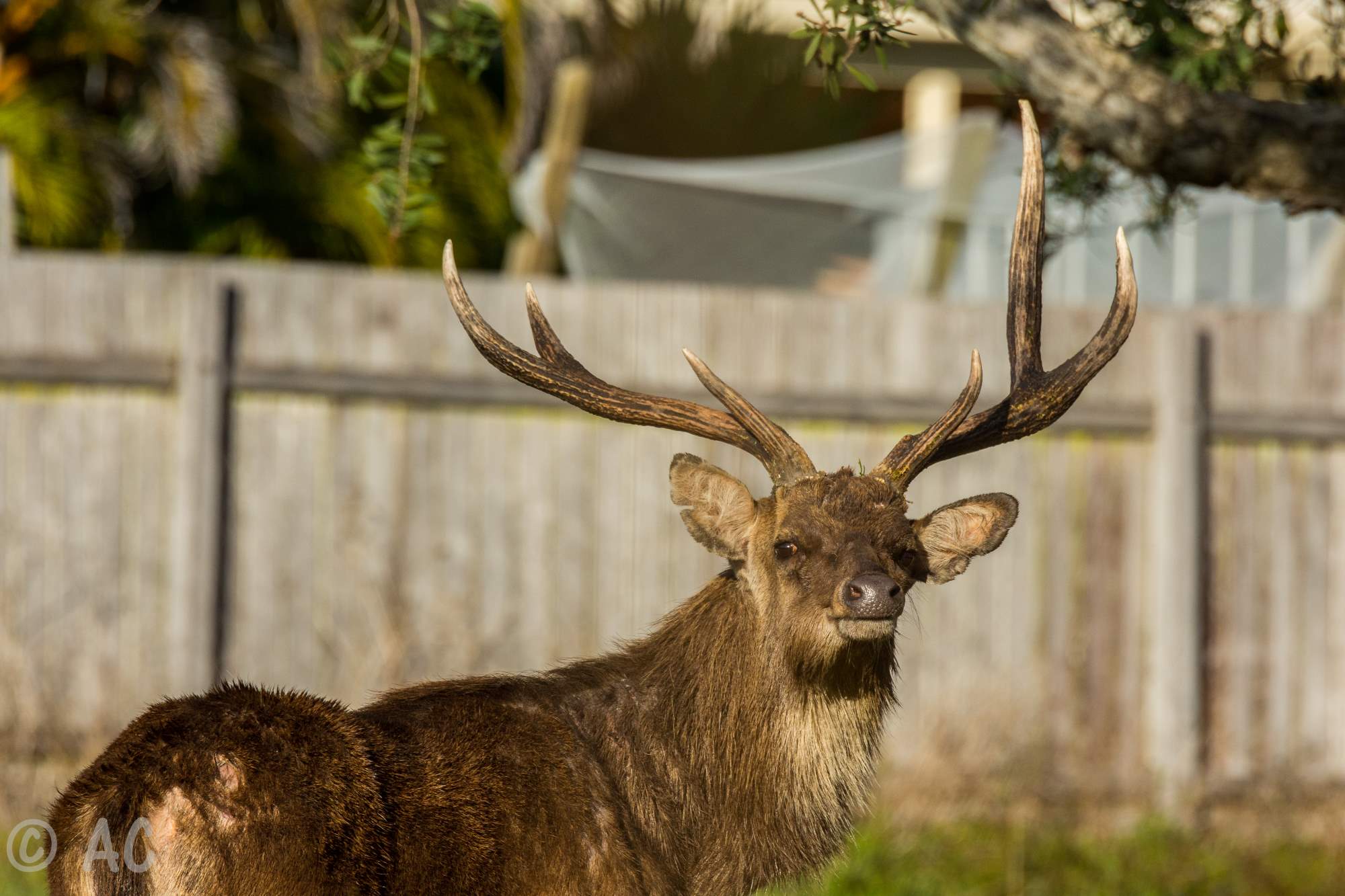 New guide takes up the fight against the rising threats of feral deer ...