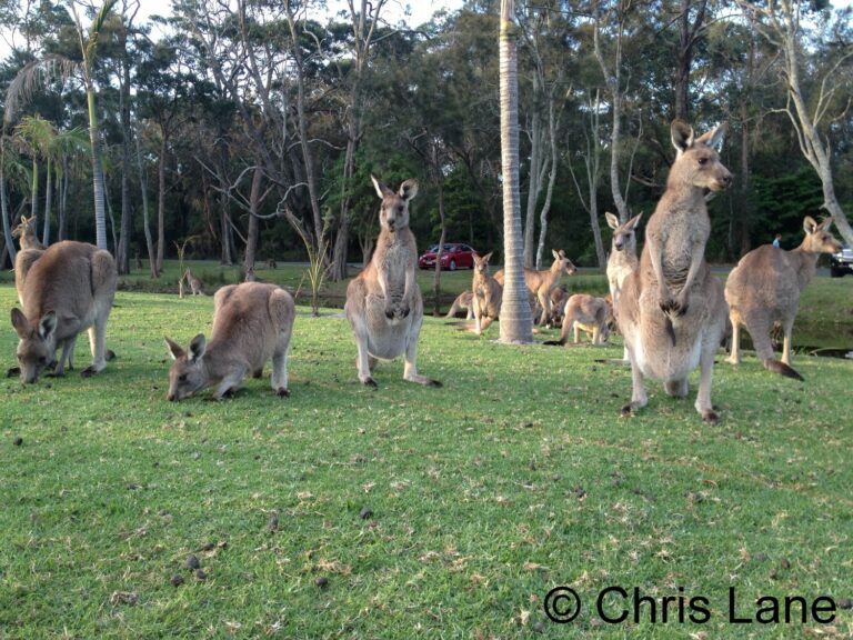 GonaCon™ product registration - Centre for Invasive Species Solutions