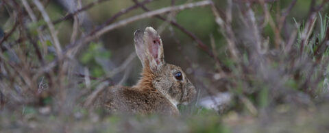 Rabbit parasites: additional biocontrol agents - Centre for Invasive ...