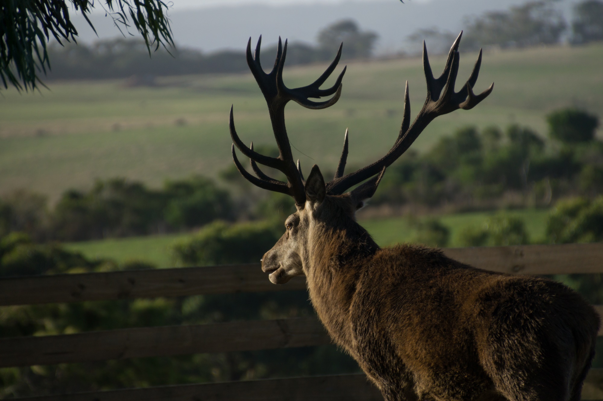 Choose the right tool to get on top of feral deer - News & Events ...