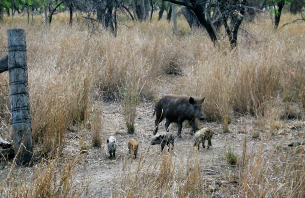 Extending outcomes of studies to determine feral-domestic pig disease ...