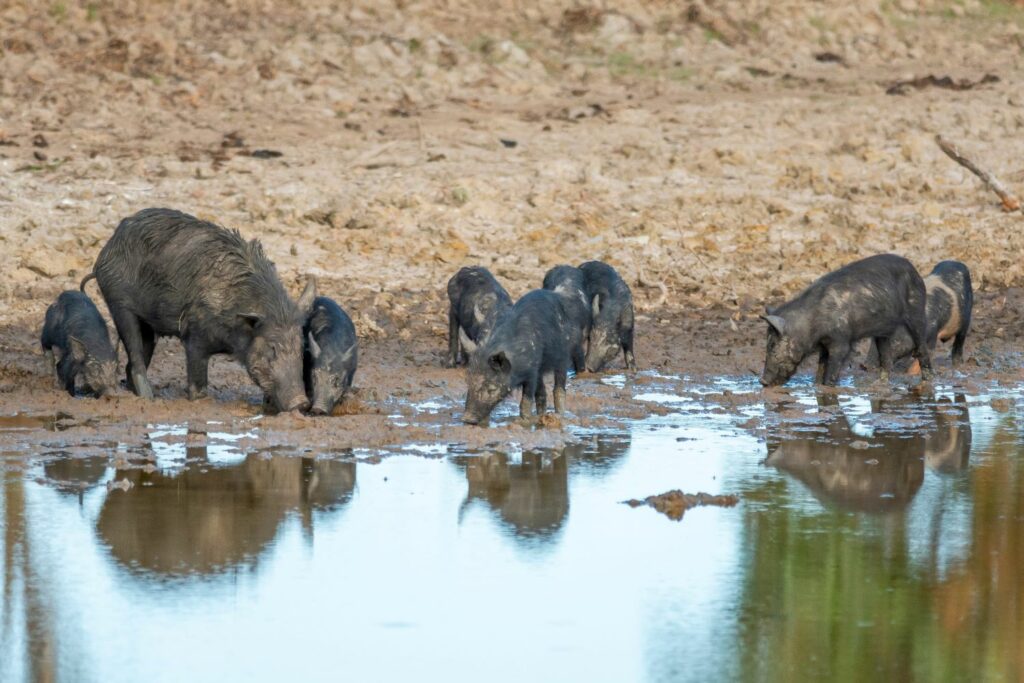 Feral Pig Management Plan - Centre for Invasive Species Solutions