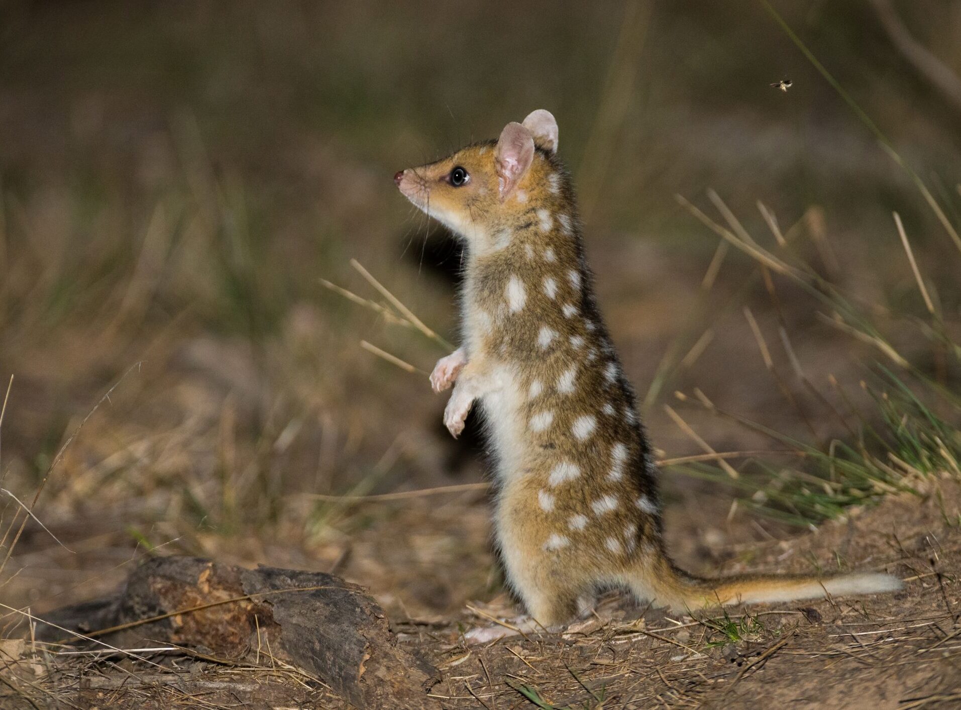1080 a lifeline for Australia’s threatened animals - News & Events ...