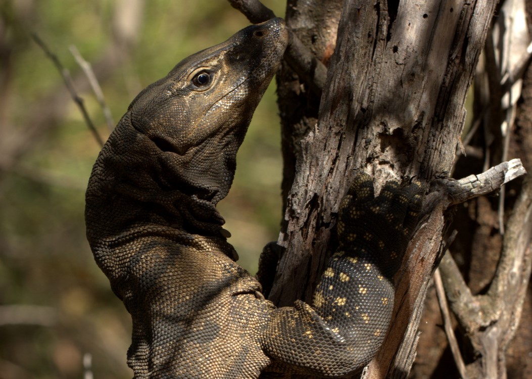 1080 a lifeline for Australia’s threatened animals - News & Events ...