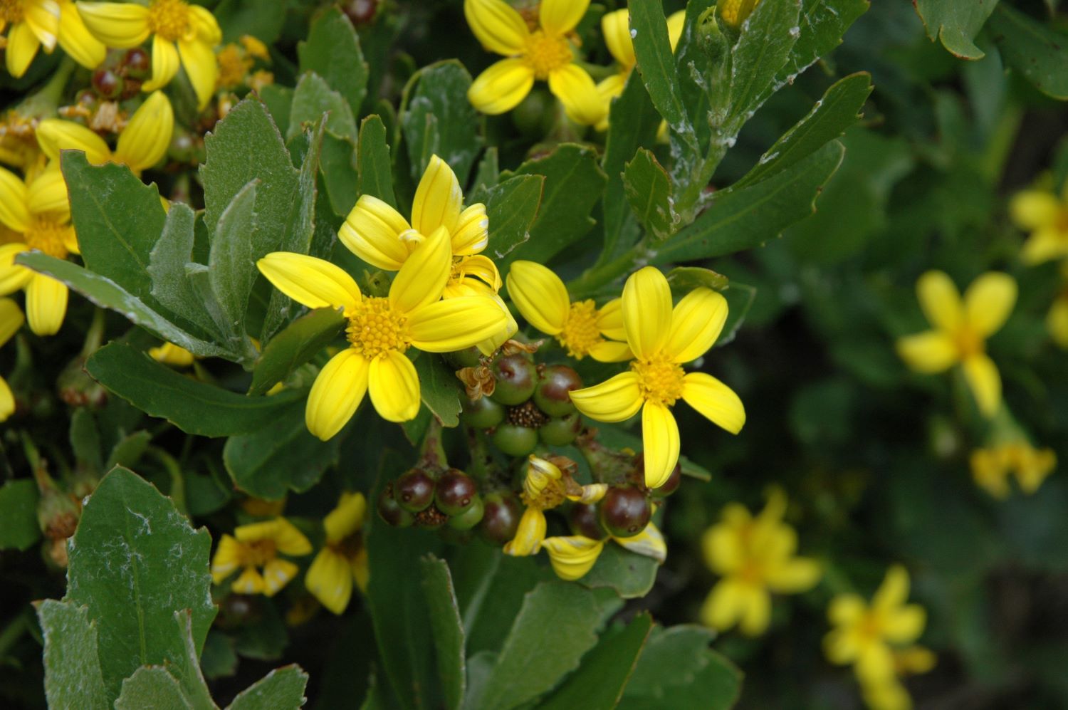 Weed Risk Australia goes live - News & Events - Centre for Invasive ...