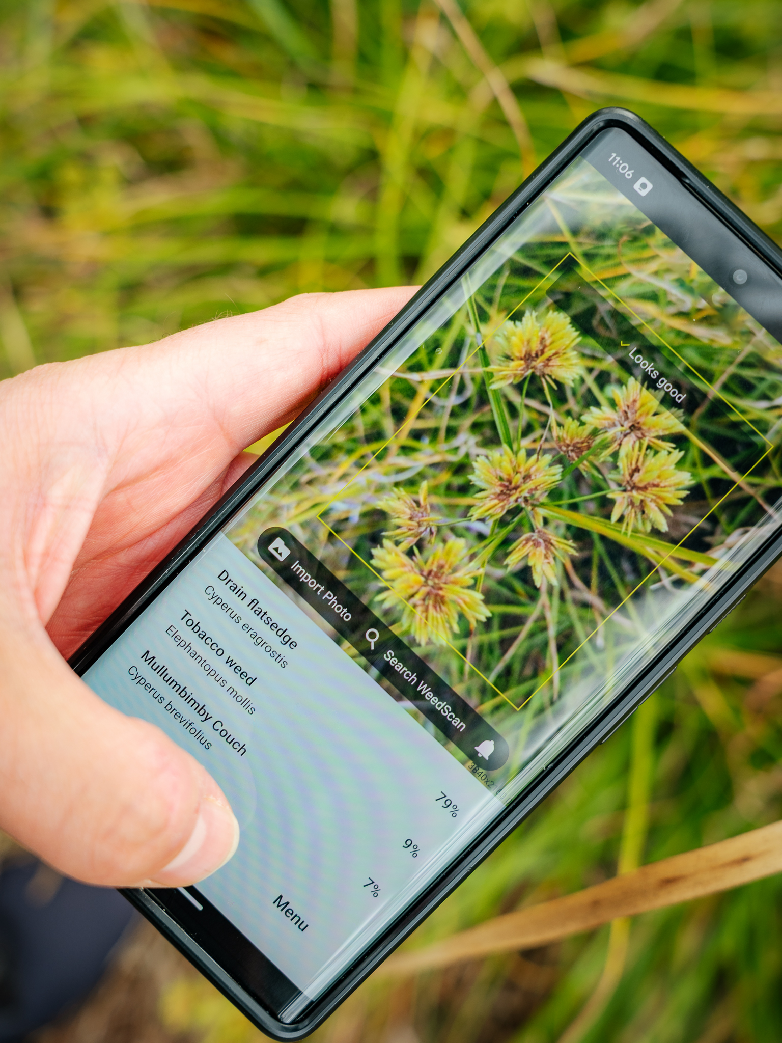 WeedScan 2.0: Progress behind the scenes - WeedScan 2.0: Progress behind the scenes