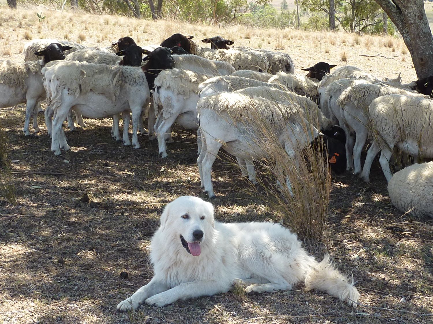 Protecting livestock with guardian animals - News & Events - Centre for ...