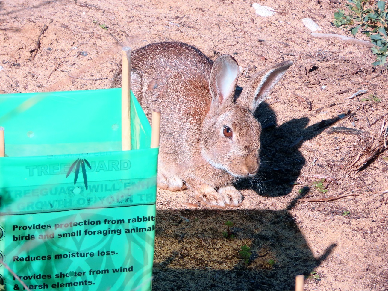 New feral rabbit resource boosts landholders’ control efforts - News ...